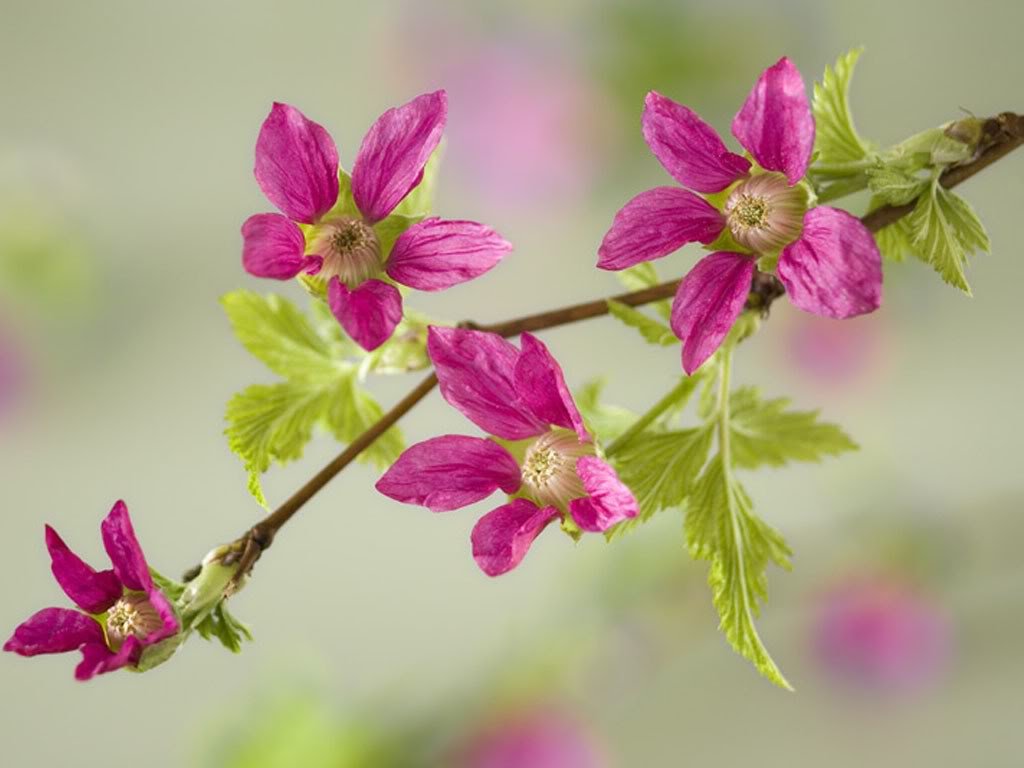 Salmonberry Flower