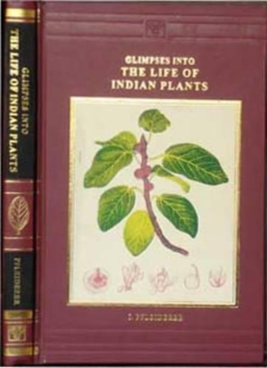Buy Glimpses into the Life of Indian Plants : An Elementary Indian ...
