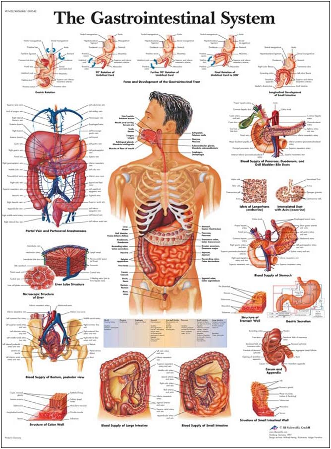 Amazon.com: Generic The The Gastrointestinal System Chart Poster Human ...