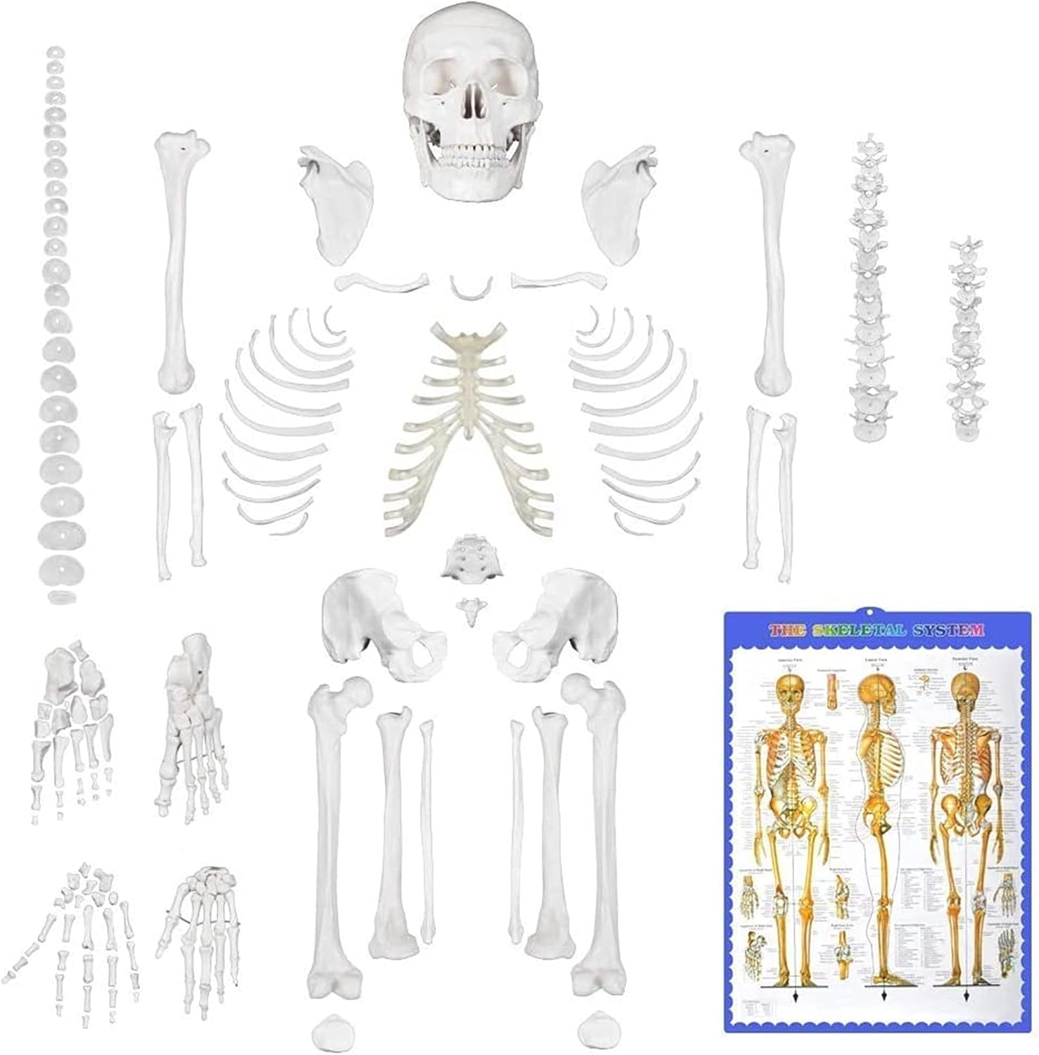 Modelo de anatomía, Modelo de Esqueleto Humano Separado, Adecuado ...