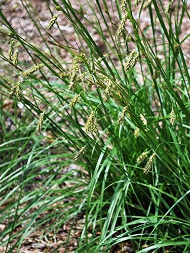 Amazon.com : Perennial Farm Marketplace Carex cherokeensis (Cherokee ...