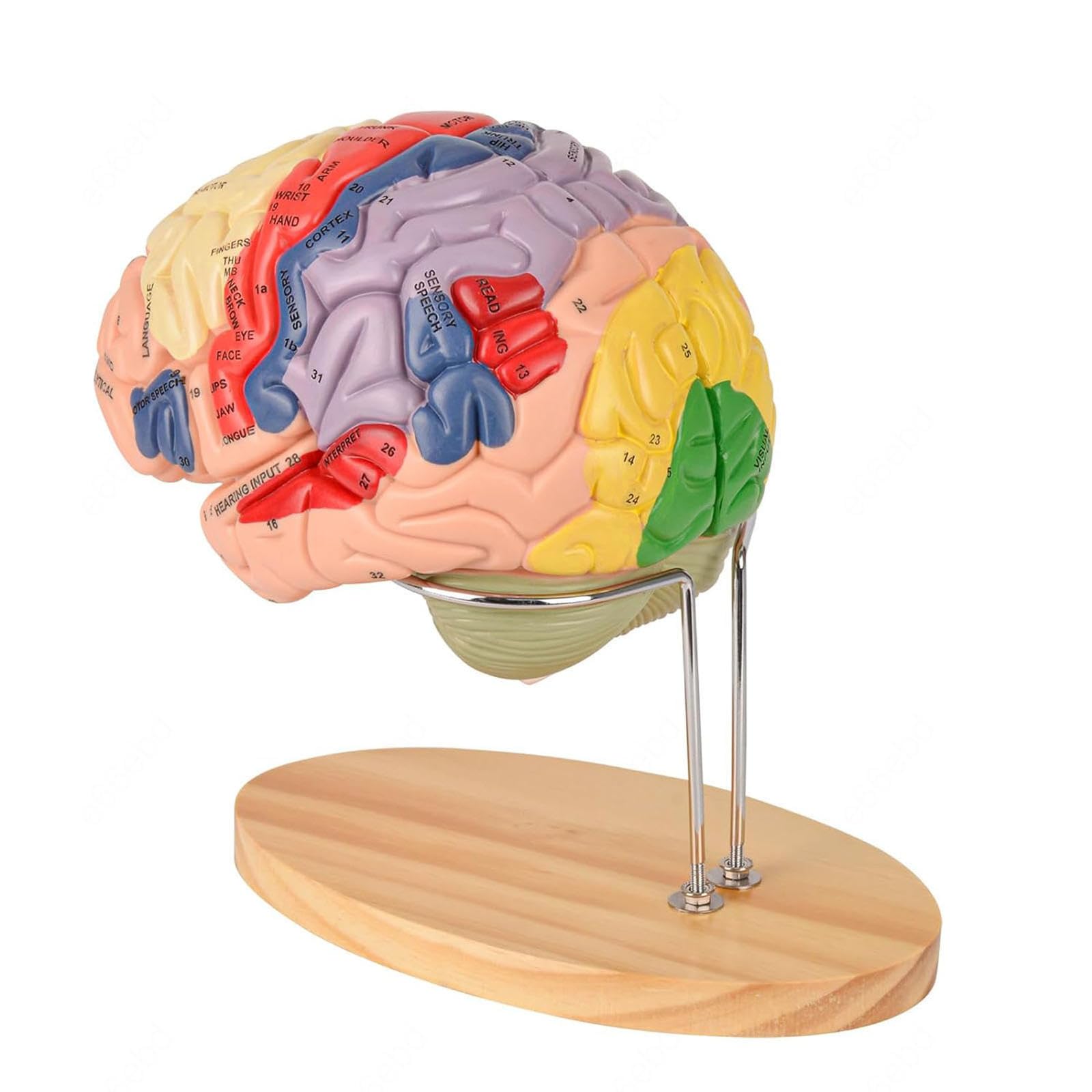 SORECI Nuevo Modelo de Cerebro Humano para la Enseñanza de la ...