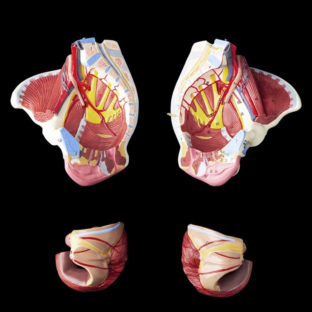 Pelvis Model Benilev Female With Pelvic Floor Muscles Perineal Model ...