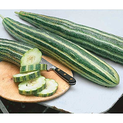 Creative Farmer Vegetable Seeds Jangli Padavala Seeds - Snakegourd ...