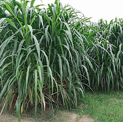 GREEN WORLD Napier/Elephant Grass/Pennisetum Purpureum Grass Seeds (10 ...