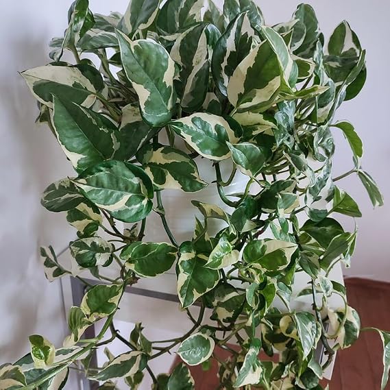 Amazon.com : White Pothos Plant, Live Pothos Plant, Variegated Pothos ...