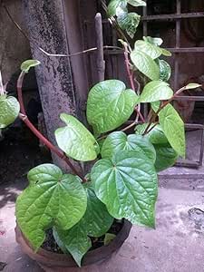 Betel Leaf (Calcutta Paan) Live Plant, Pack of 2 : Amazon.in: Garden ...