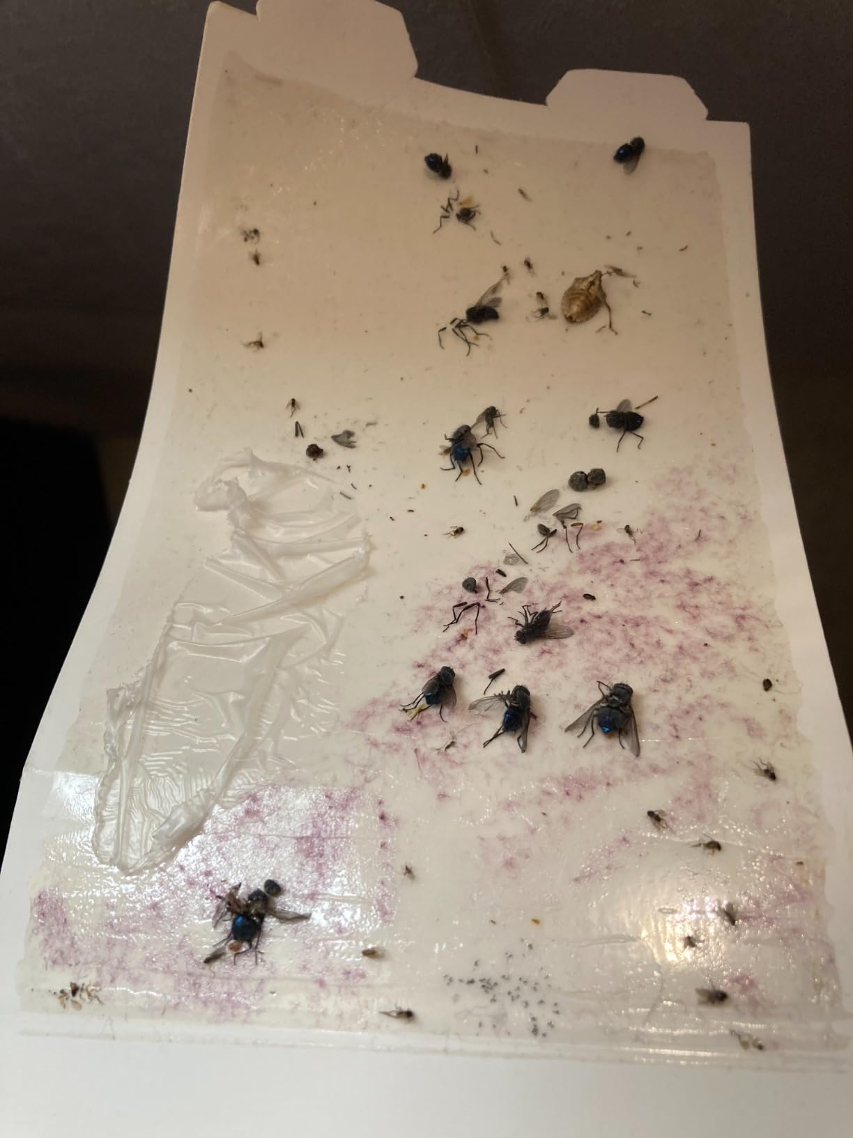 Amazon.com : Real-Kill Household Pest Glue Boards (4-Count) (1) : Patio ...