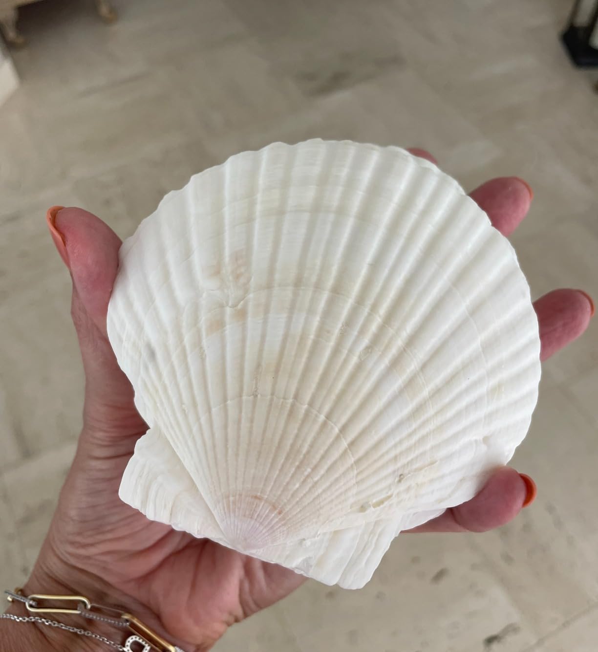 Amazon.com: YZHZOM 11pcs Large Nature Scallop Shells, 4-5 inch large ...