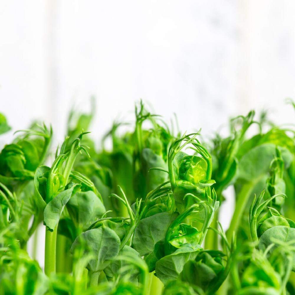 Buy PREMIER DIRECT - Micro Green Pea Shoots Tendril 1 KG Online at ...