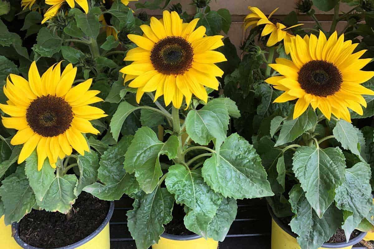 GoGreen Sunflower Helianthus Suryamukhi Surjomukhi Flower Live Plant ...