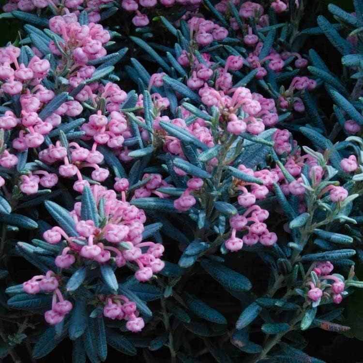 Andromeda polifolia 'Blue Ice' Bog Rosemary : Amazon.co.uk: Garden