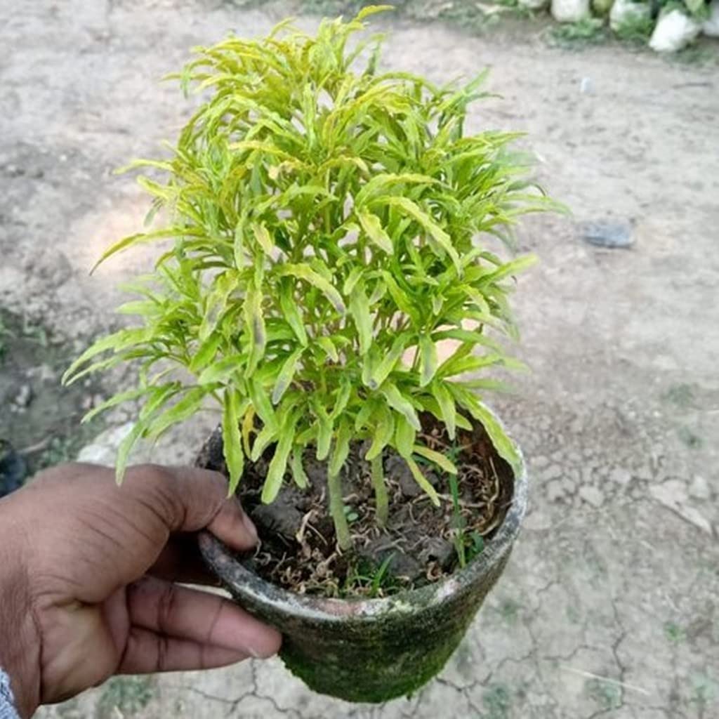 Buy Creative Farmer Golden Ball Aralia Exotic Tropical Plant Garden ...