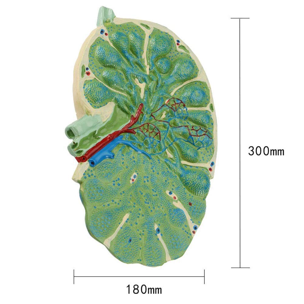 Lymph Node Anatomy Model