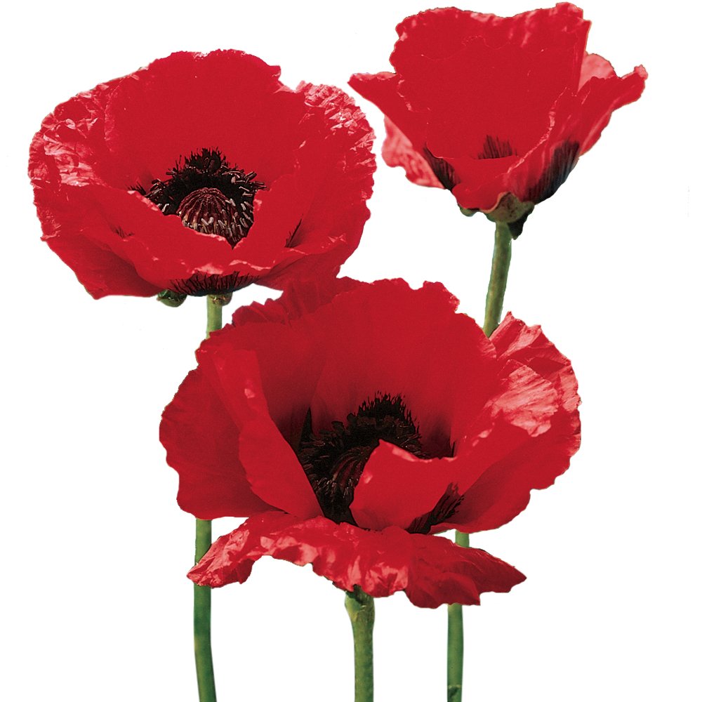 Amazon.com : Burpee Brilliant Red Oriental Poppy Seeds 1200 seeds ...