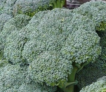 Amazon.com : Ohio Heirloom Waltham Broccoli Seeds for Planting – Hearty ...