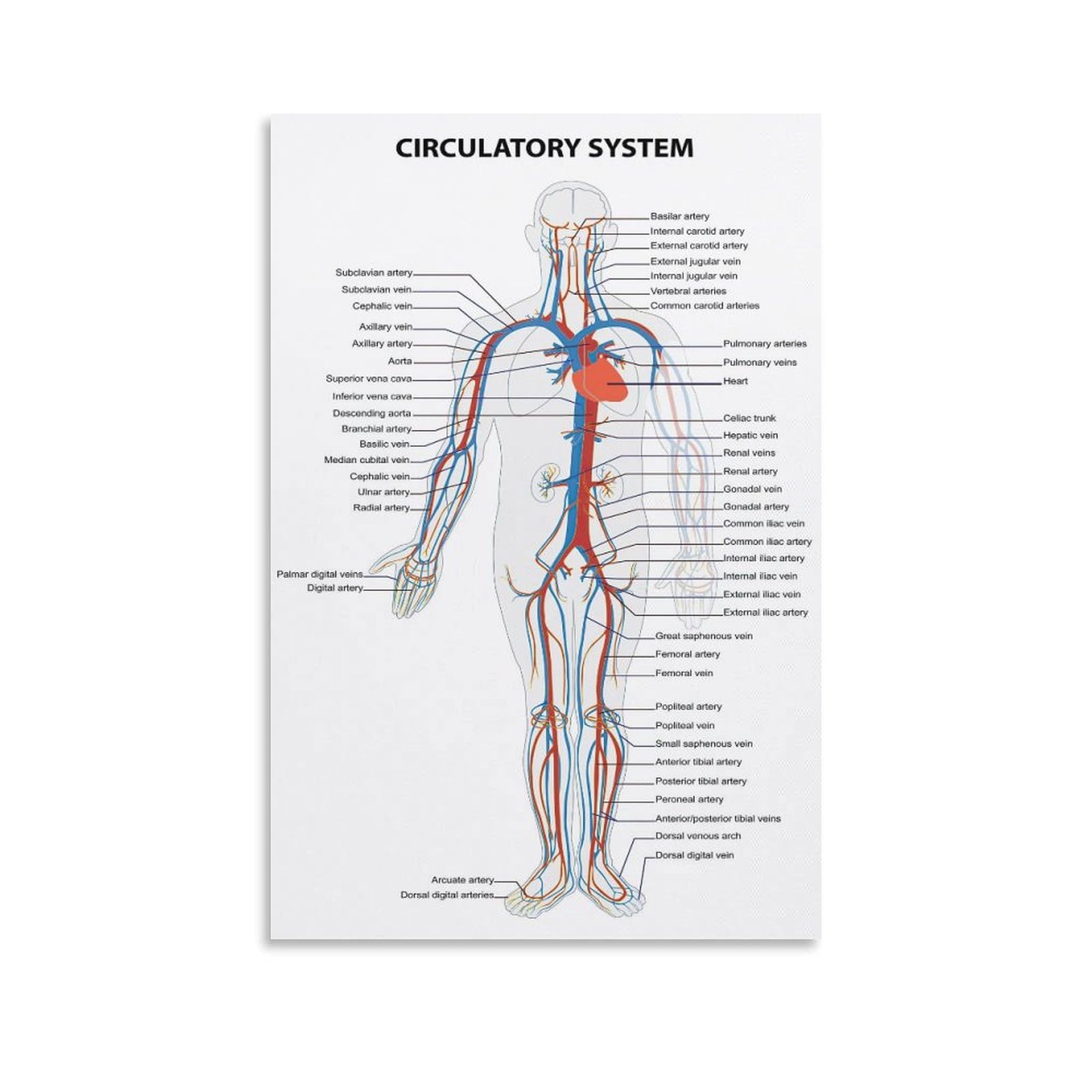 Amazon.com: CYPGTBCK Human circulatory System Poster Knowledge Poster ...