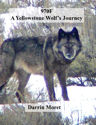 970F: A Yellowstone Wolf's Journey: Moret, Darrin: 9781519640222 ...