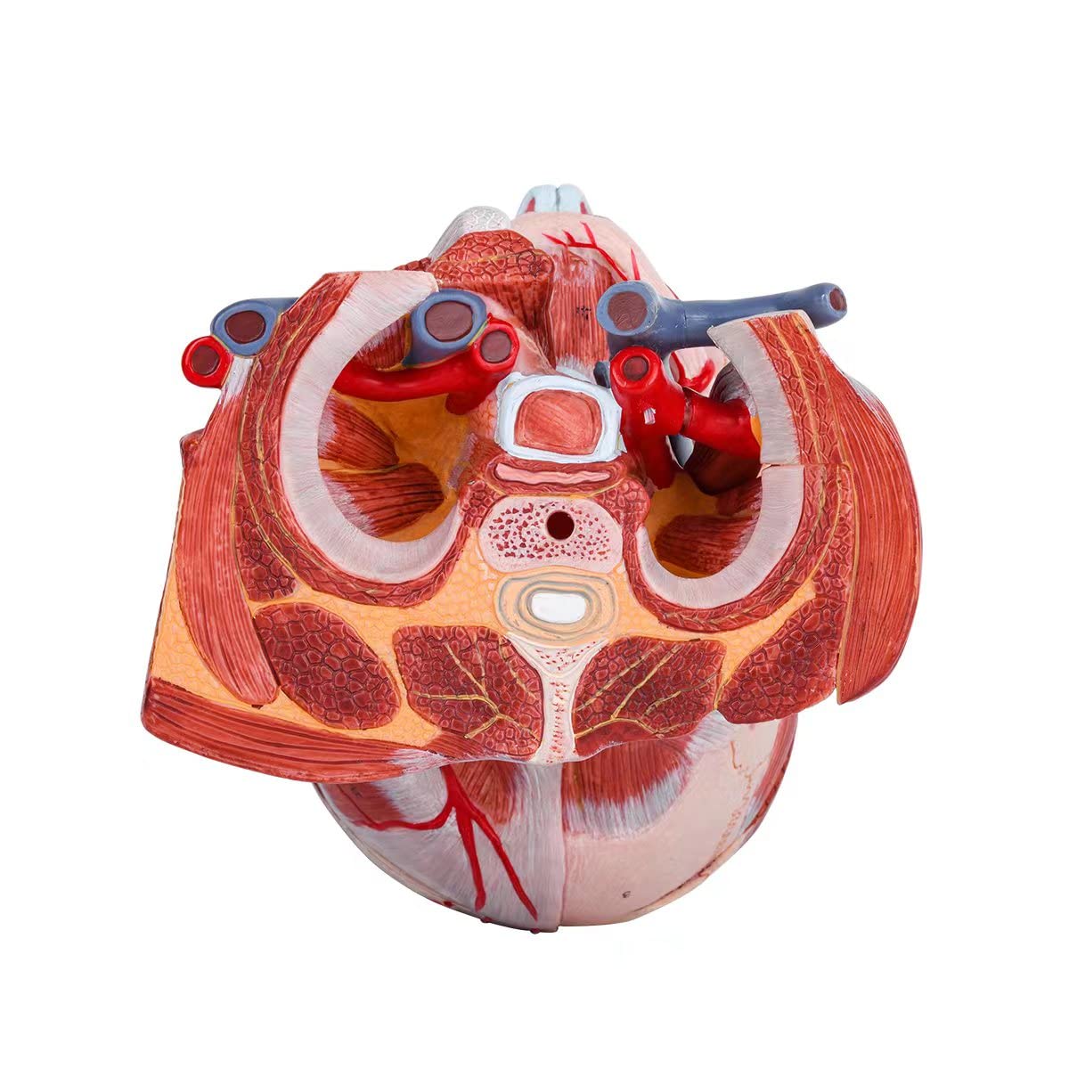 1:1 Human Head & Neck Vessel Nerve Model Medical Anatomy