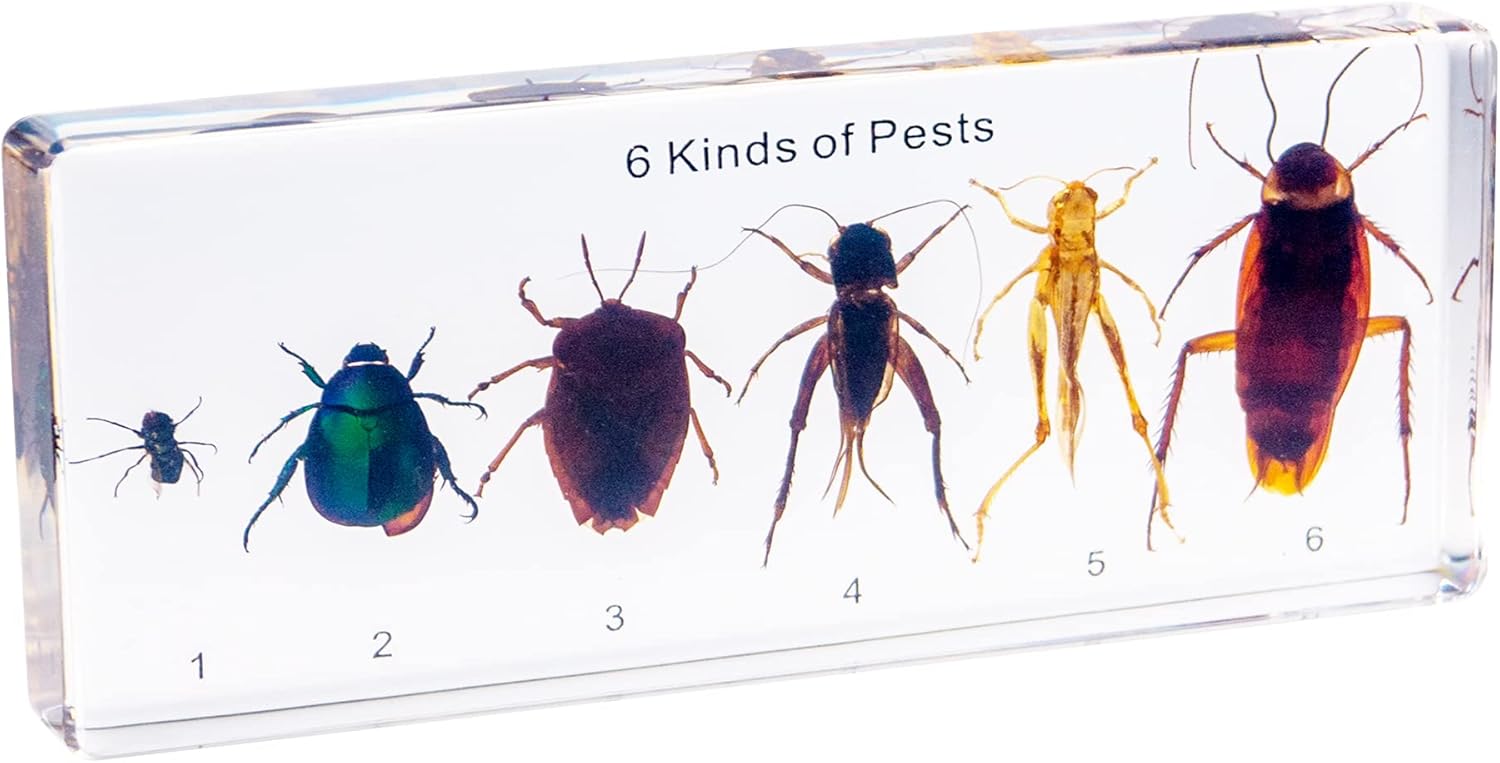 Amazon.com: Resin Insect Specimen Set, Science Toys for Kids Aged 3-12 ...