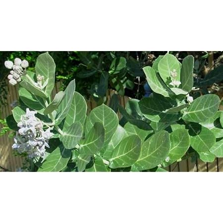 Artitude Safed Aak Seeds/White Aak Seeds/Madar Seeds- 40 Natural Seeds ...