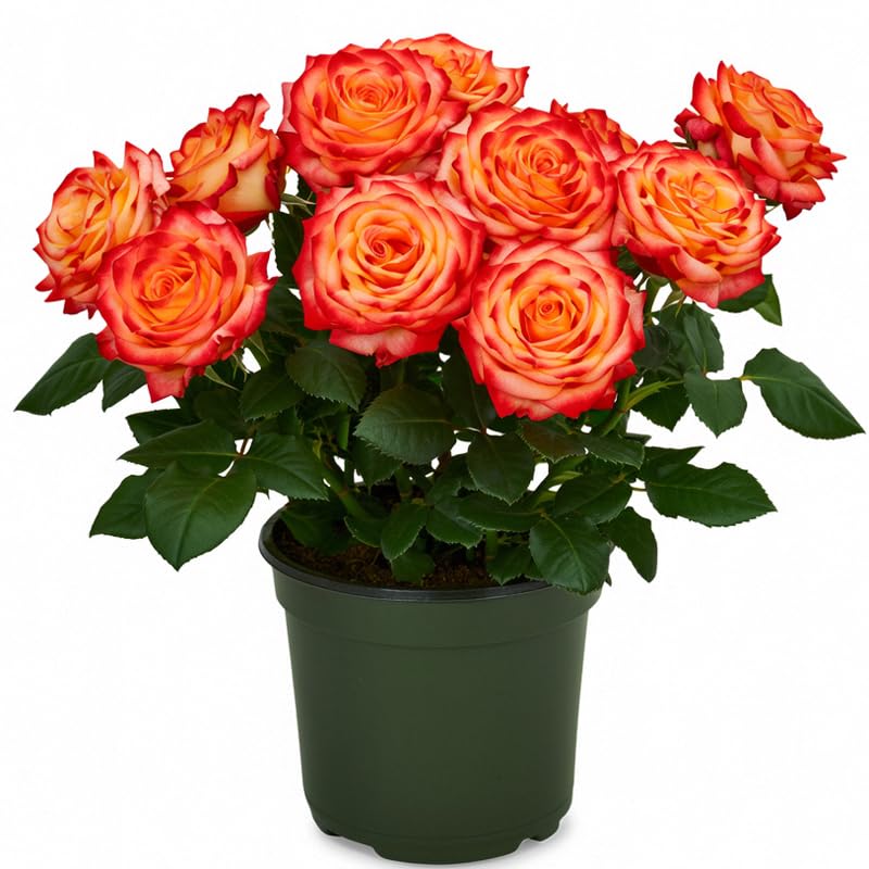 Cabbage Roses | All You Need To Know About This Rose