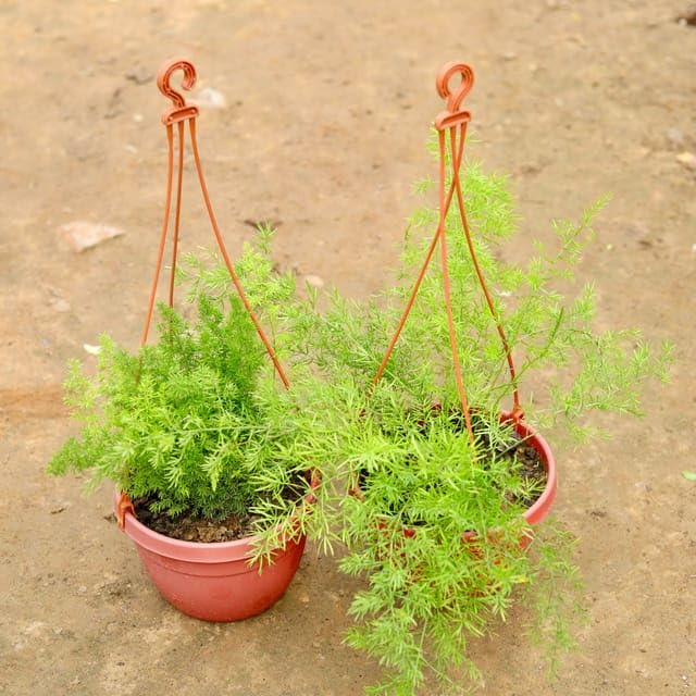 Set of 2 - Asparagus & Asparagus Mary in 6 Inch Potted Plant Hanging ...