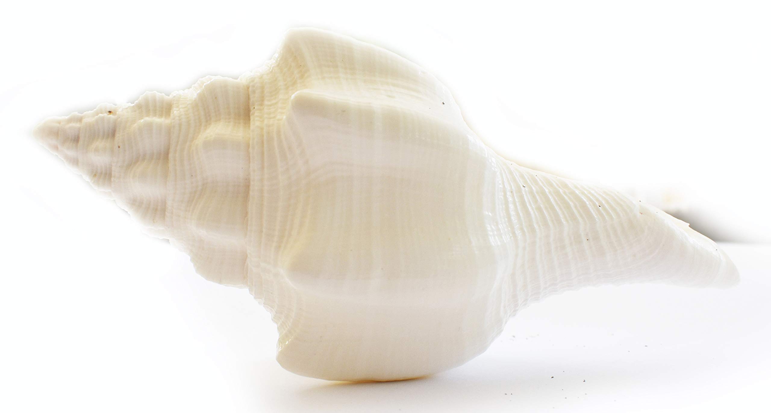 White Conch Shell