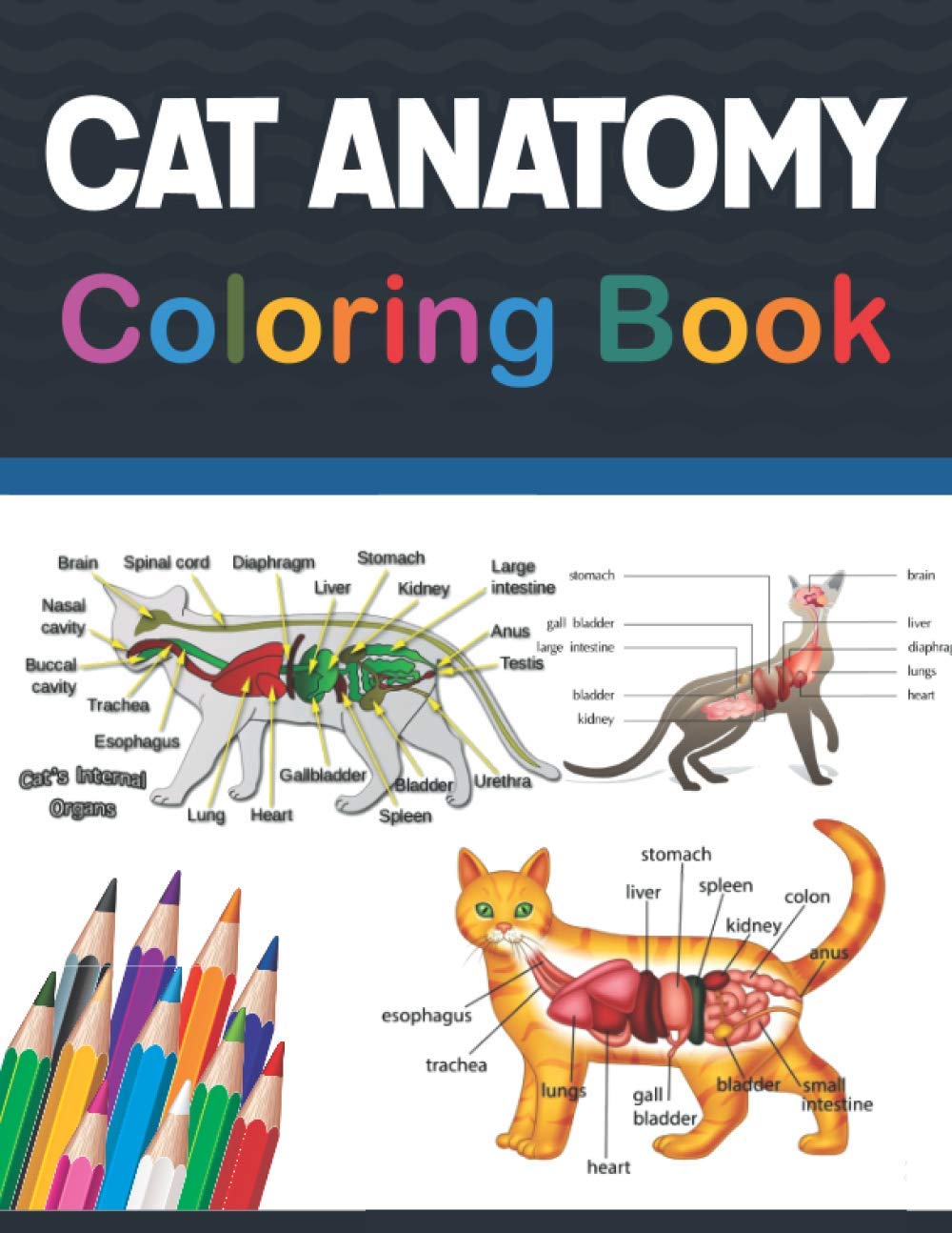 Buy Cat Anatomy Coloring Book: The New Surprising Magnificent Learning ...