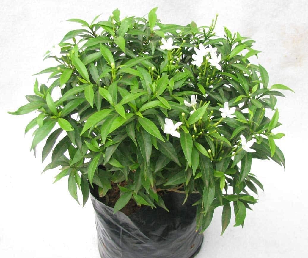 Cloud Farm Live Chinese Tagar Mini Chandni Crape Jasmine Flower Live ...