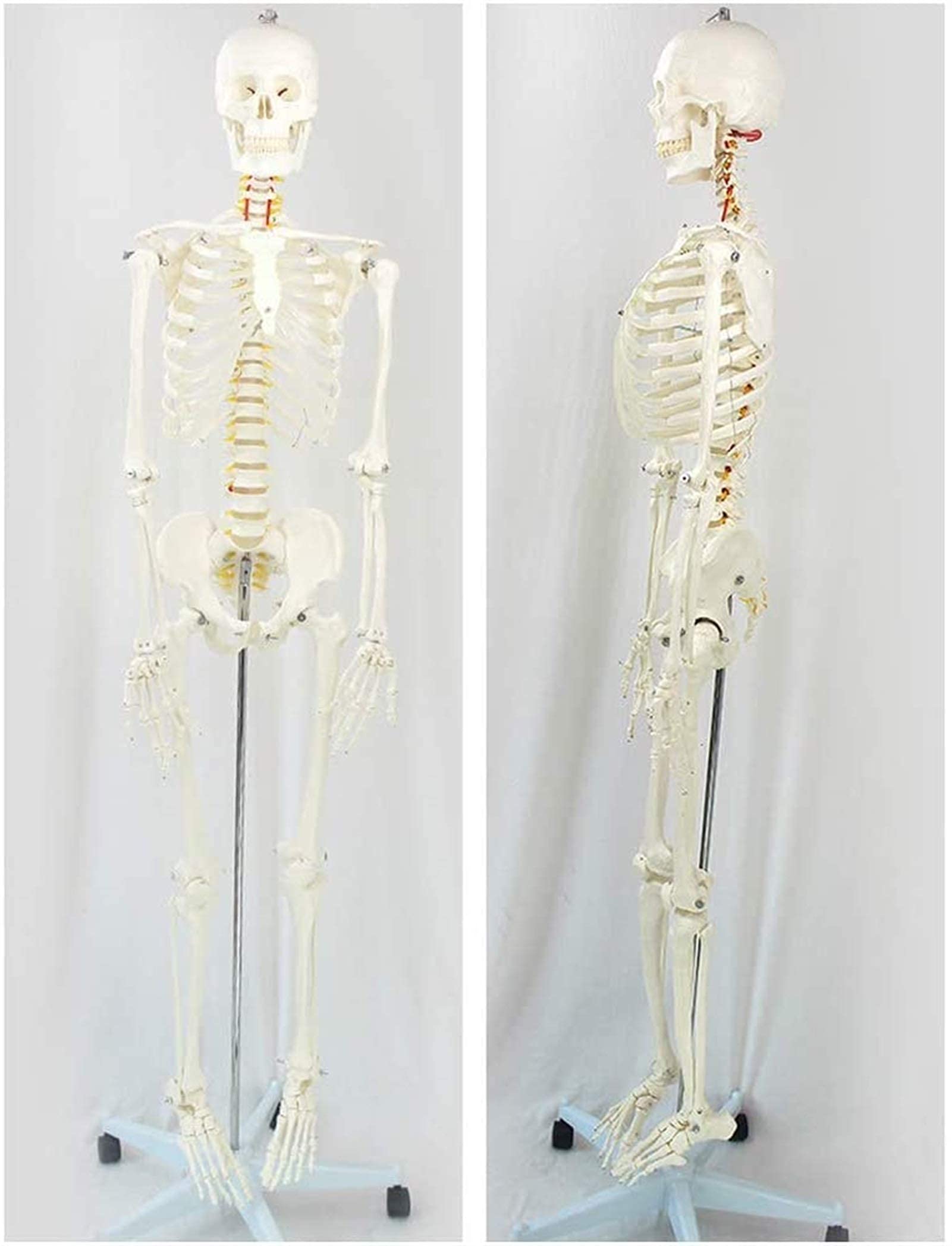 Buy Wyxy Anatomy Model, Educational Model skeleton anatomy model ...