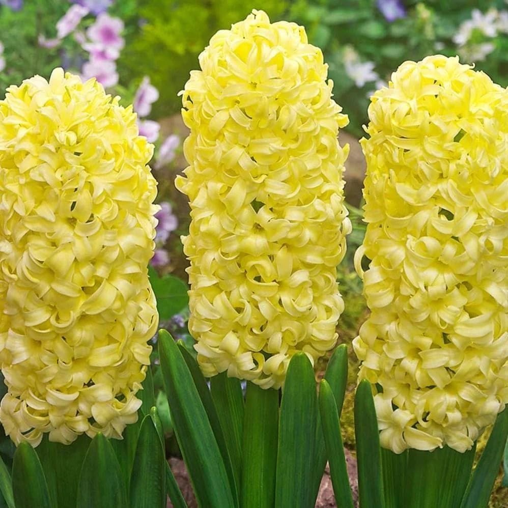 Amazon.com : Votaniki Gypsy Princess Hyacinth Bulbs - Fragrant Yellow ...