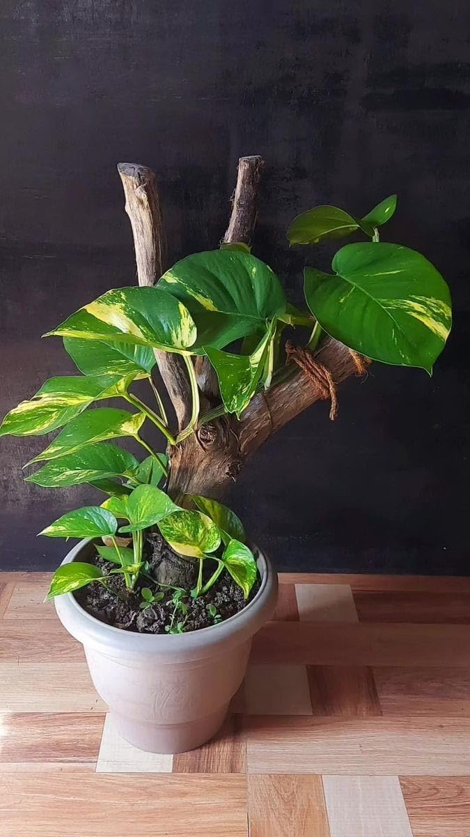 Money Plant (Epipremnum aureum)-Popular for its aesthetic and ...