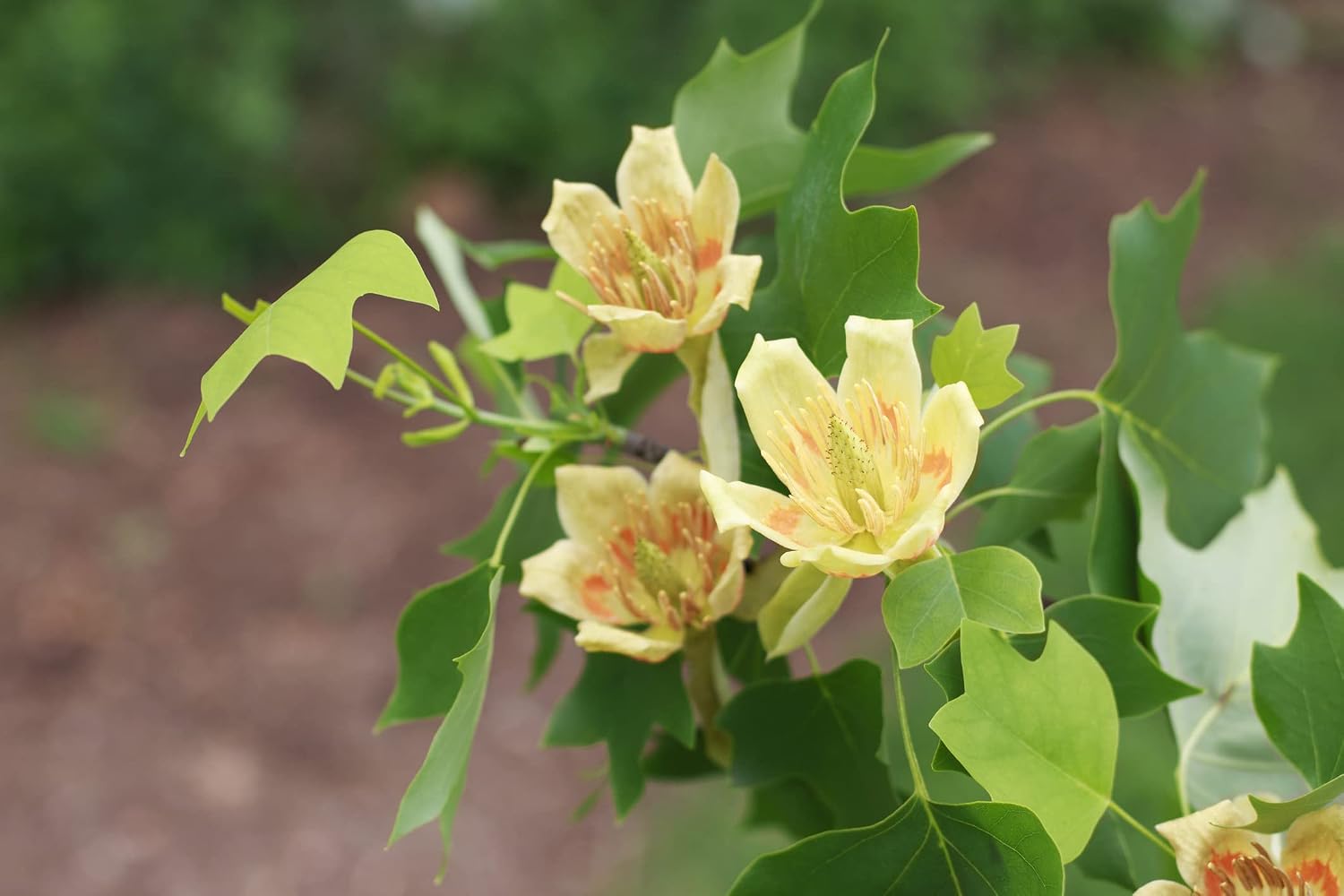 Amazon.com : Tulip Poplar Tree Seedlings for Planting | Live Tree ...