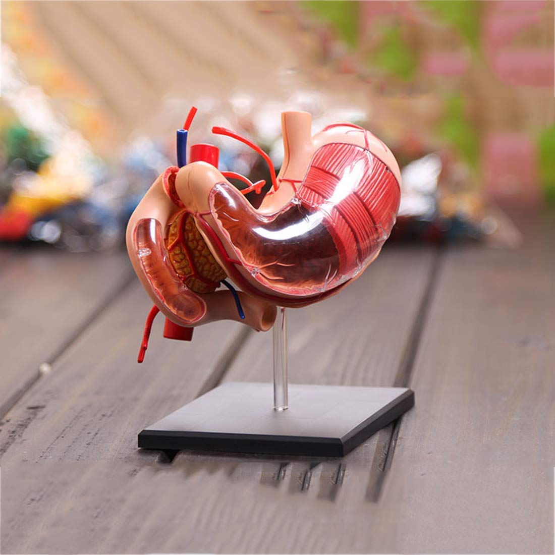 Buy Educational Model Human Digestive Organs Stomach & Pancreas Model ...