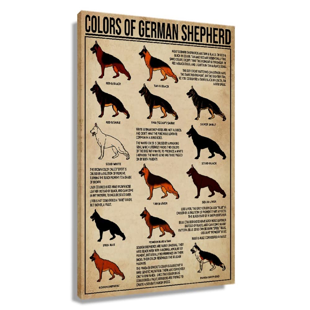 Solid Red German Shepherd