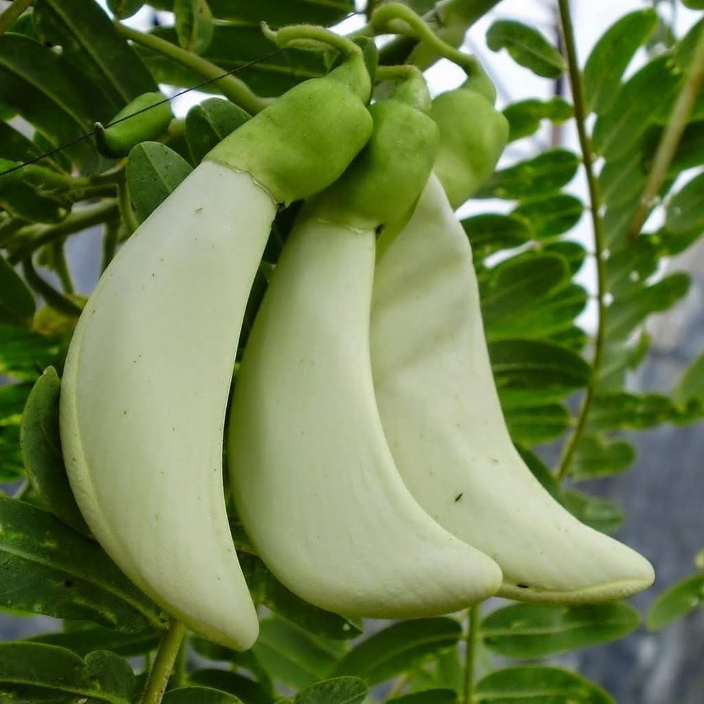 Buy OhhSome Agathi Cheera Plant (Sesbania Grandiflora) Medicinal Live ...