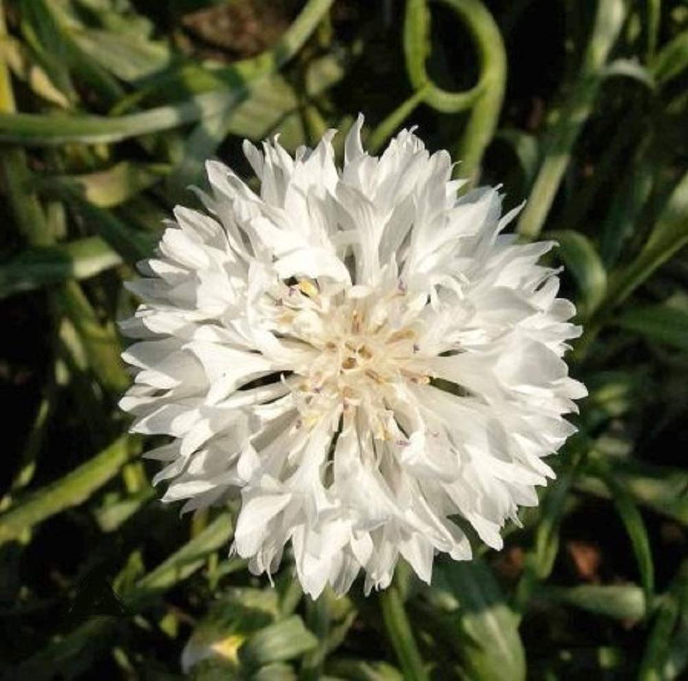 Bachelor Button Sprout