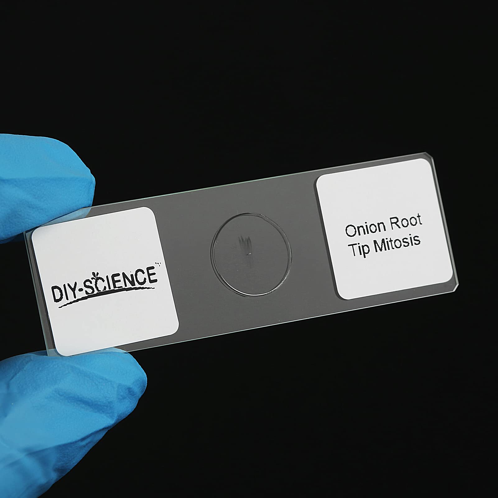 Snapklik.com : Onion Root Tips Cell Mitosis Microscope Slides Set, 5pcs ...