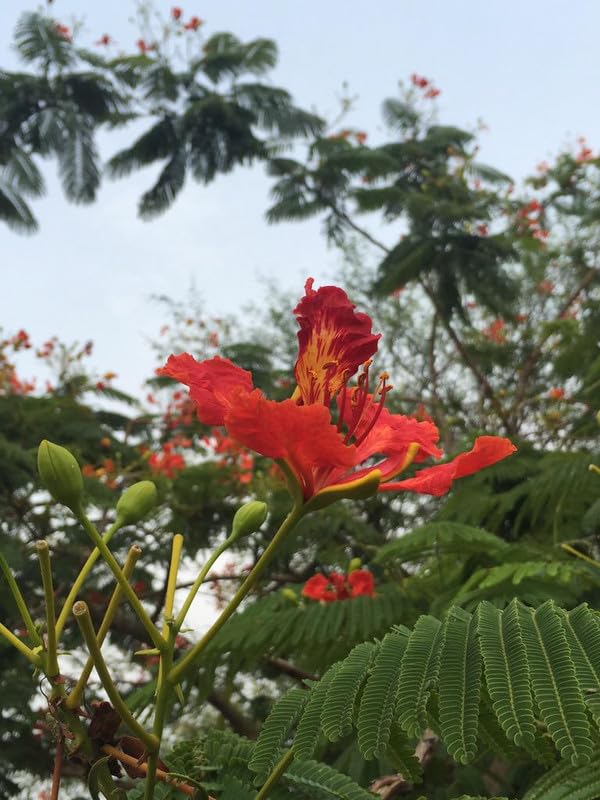 Krishnachura tree plant for Garden Pack of 1 : Amazon.in: Garden & Outdoors