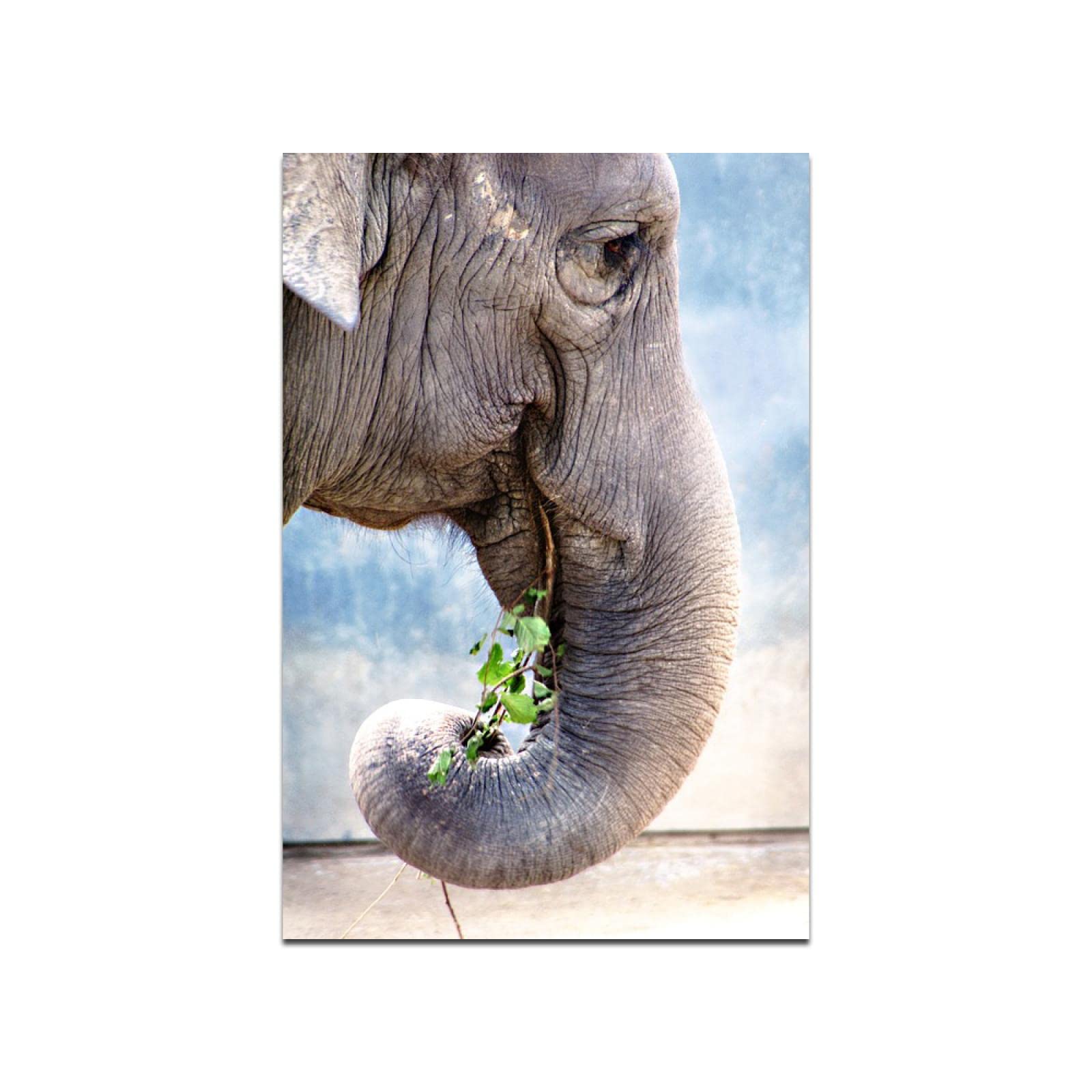 Elephant Eating Leaves