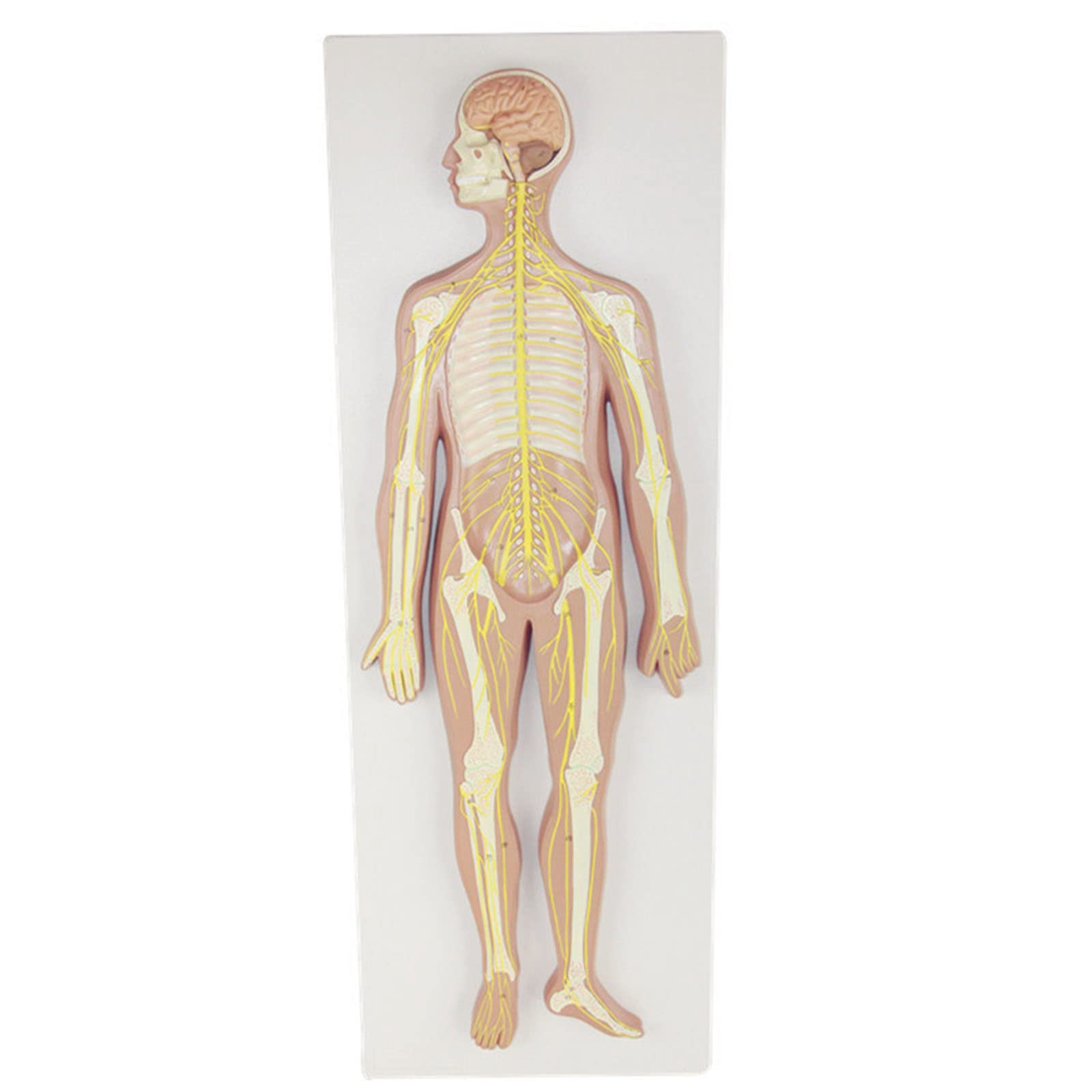 Nervous System Model Labeled