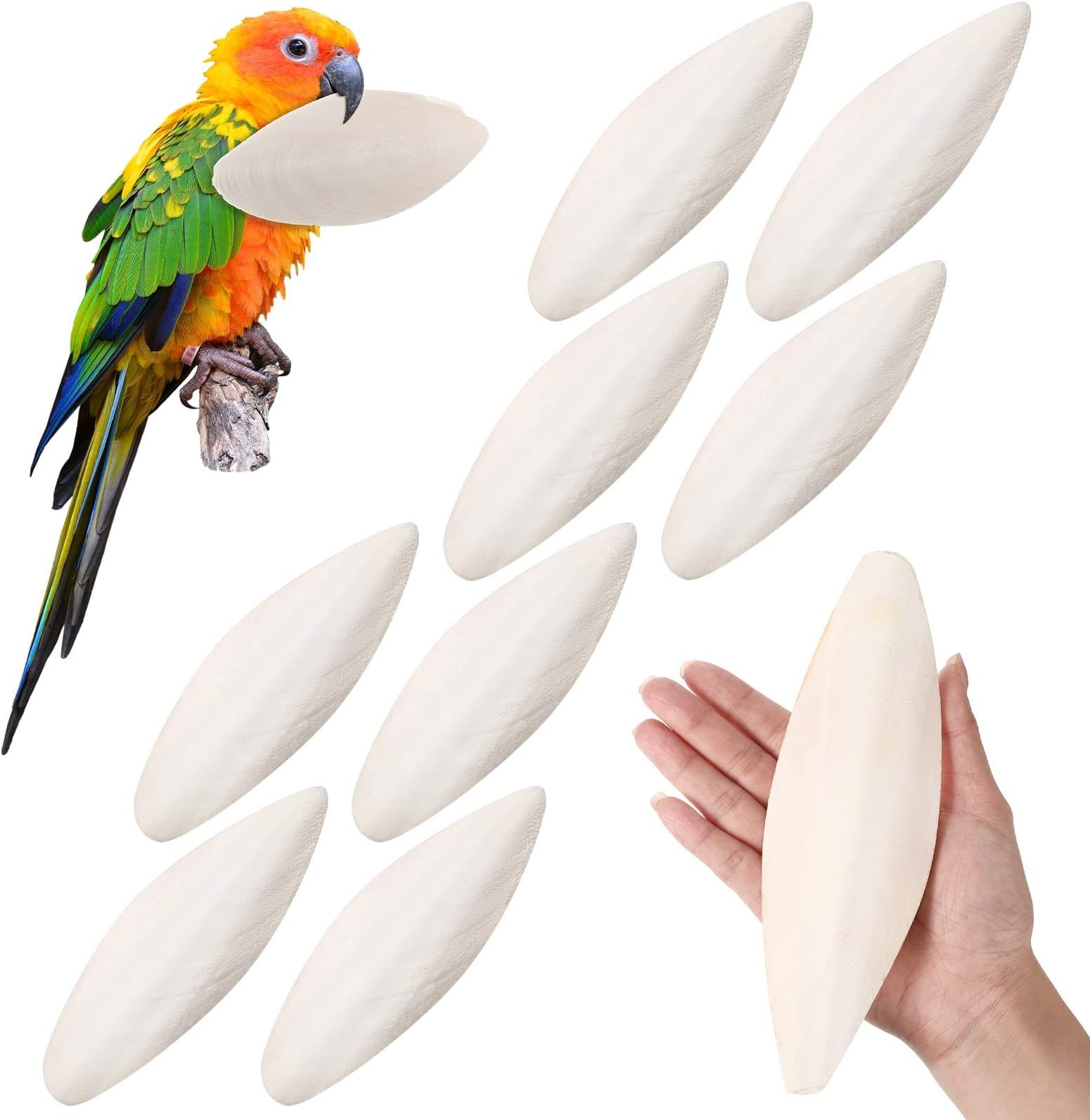 Amazon.com : Fabbay 8 Pcs 7.5''-8'' Birds Cuttlebone Cuttlefish Bone ...