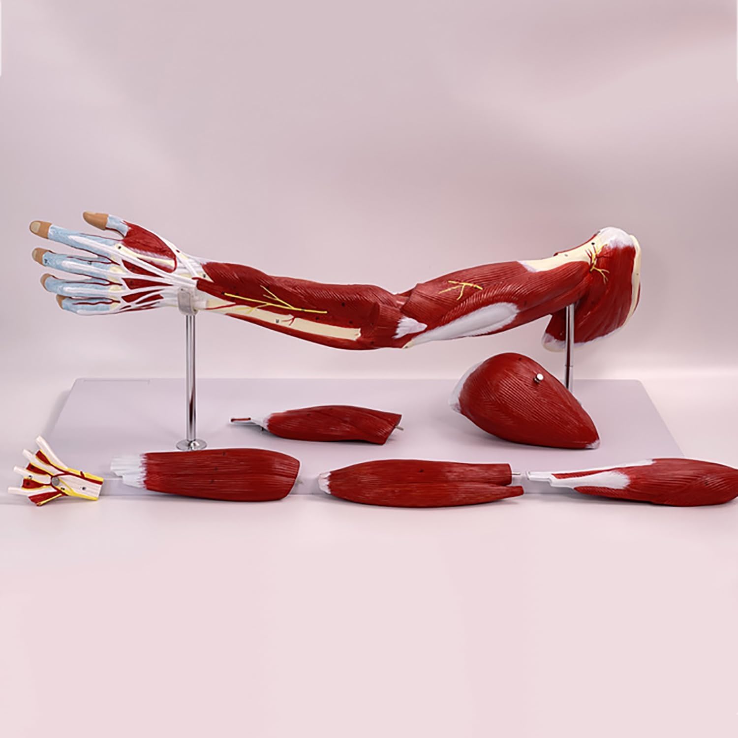 Amazon.com: HKFGSHOP 7 Parts Arm Muscle Model, Upper Limb Muscle ...