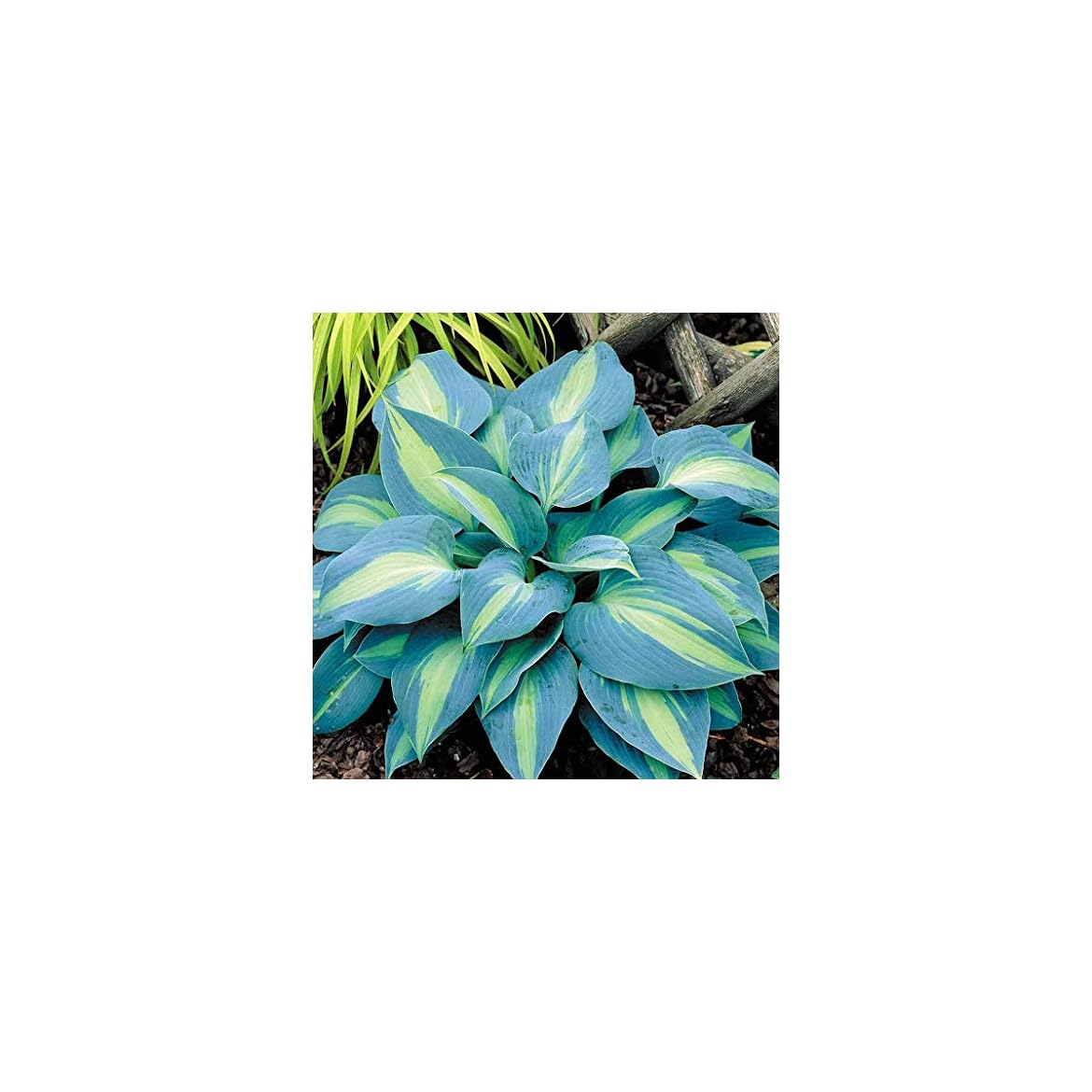 Montana Aureomarginata Hosta Seeds! COMB. - thehostafarm.com