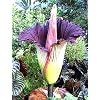 Amazon.com : Corpse Flower - World's Largest Flower - 8+ Feet Tall - 10 ...