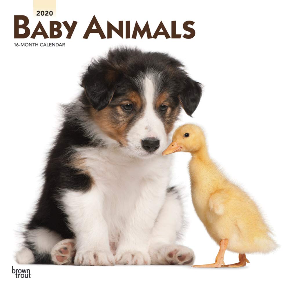 Baby Animals 2020 Calendar: Browntrout Publishers, Inc.: 9781975406431 ...