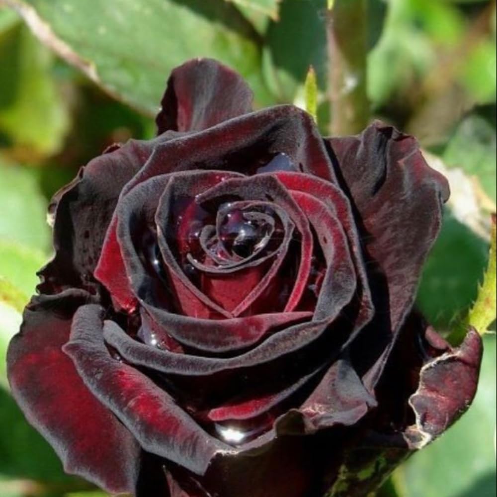 Black Magic Rose Bush