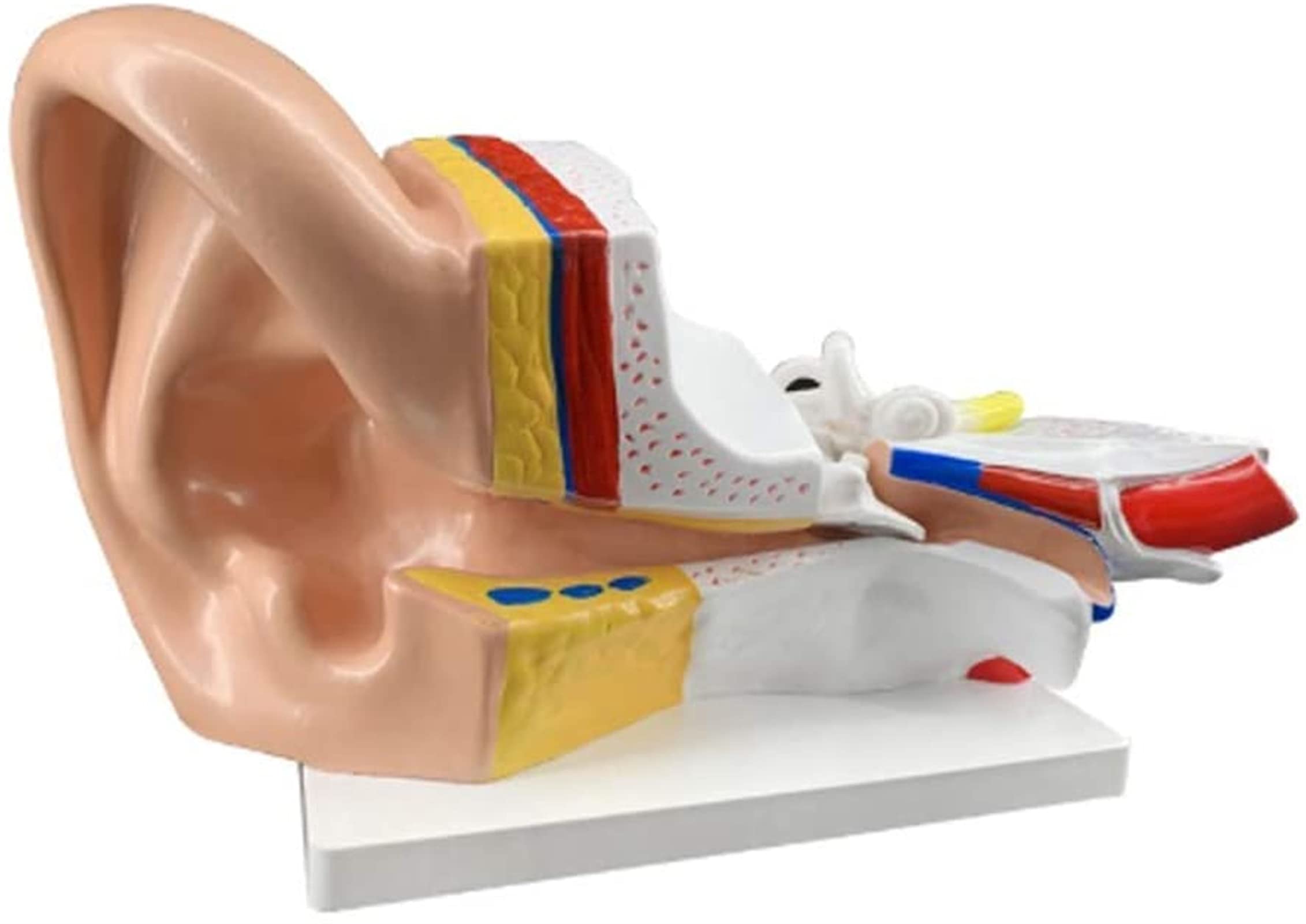 Buy Body Model Educational Model Ear Model Ear Anatomy Structure (Outer ...