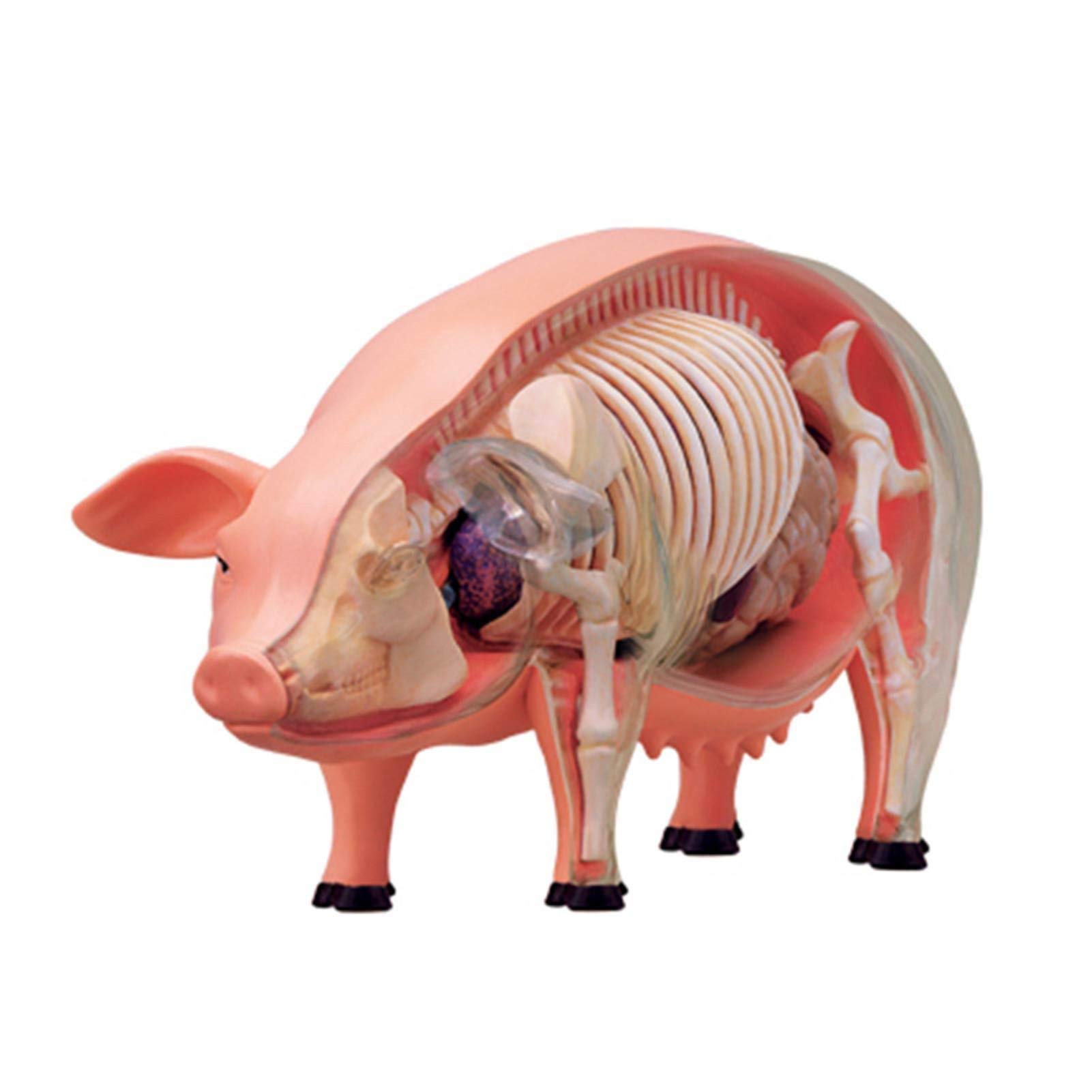 Buy Prom-note Anatomy Model pig Body, 4D Anatomical Assembly Model of ...